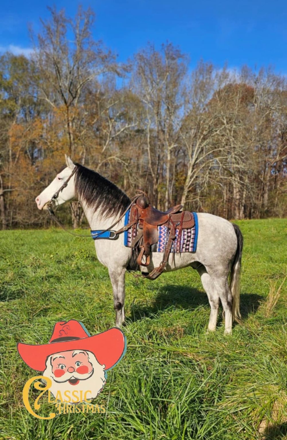 FLASHY GREY KENTUCKY MTN GELDING