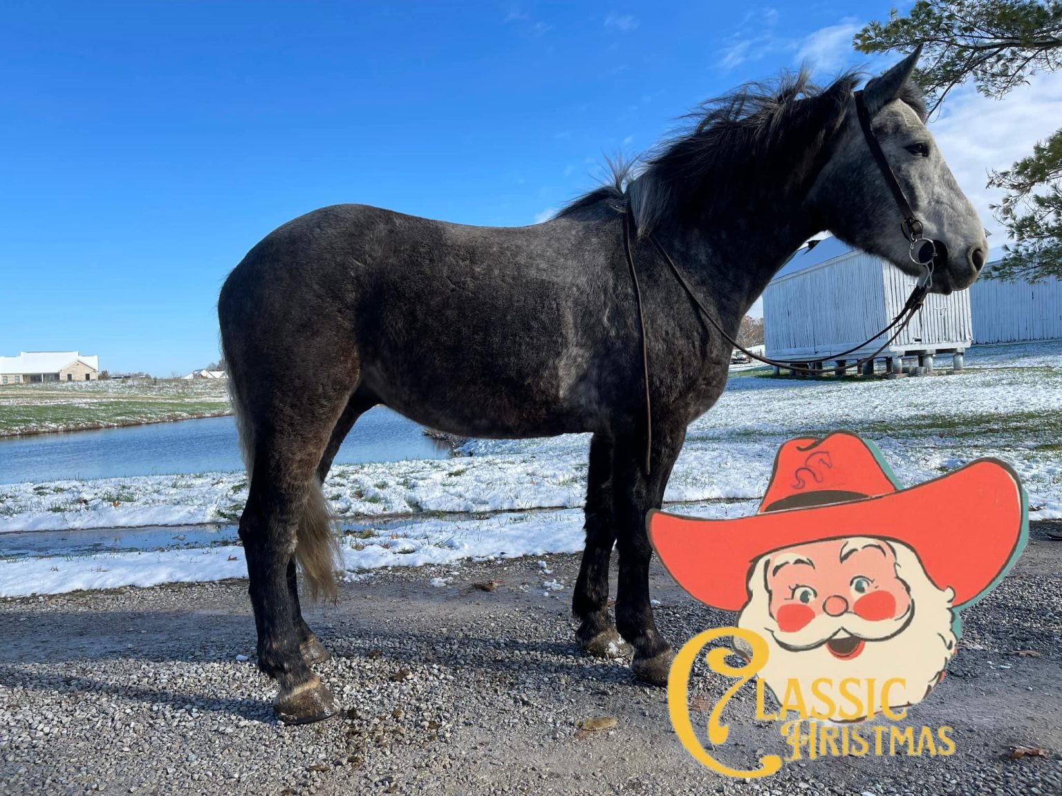 Auctions - Classic Horse Auction