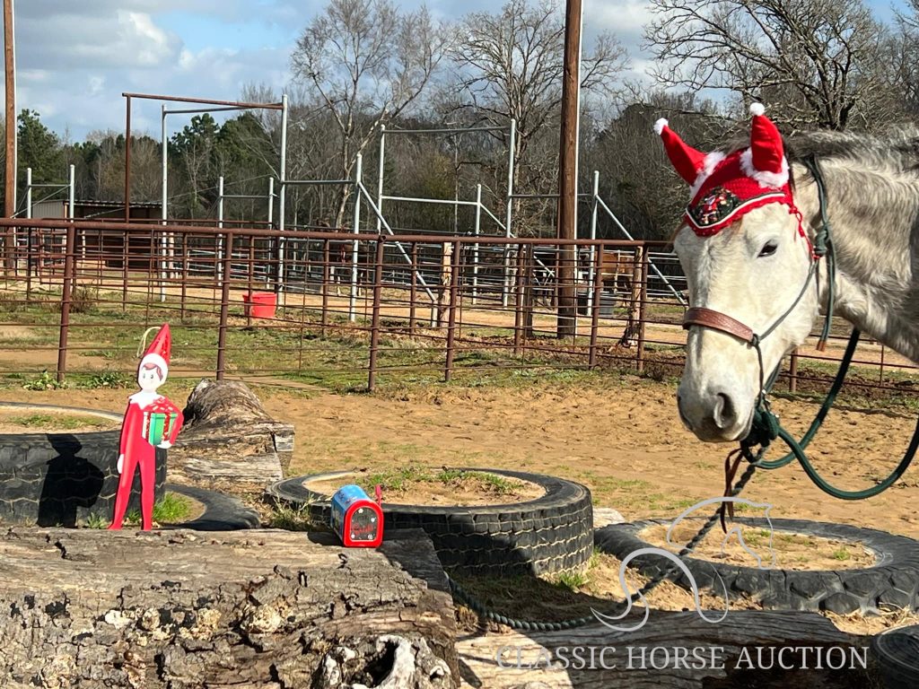 PERCHERON DRAFT CROSS MARE