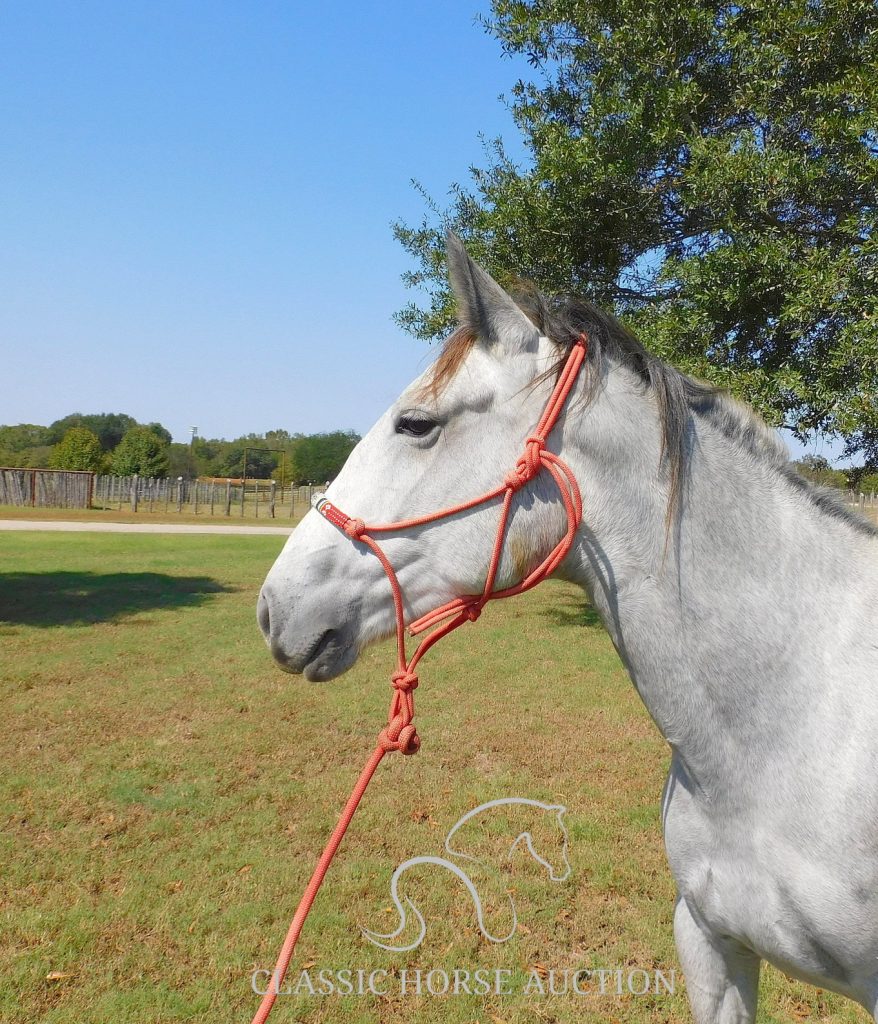 PERCHERON DRAFT CROSS MARE