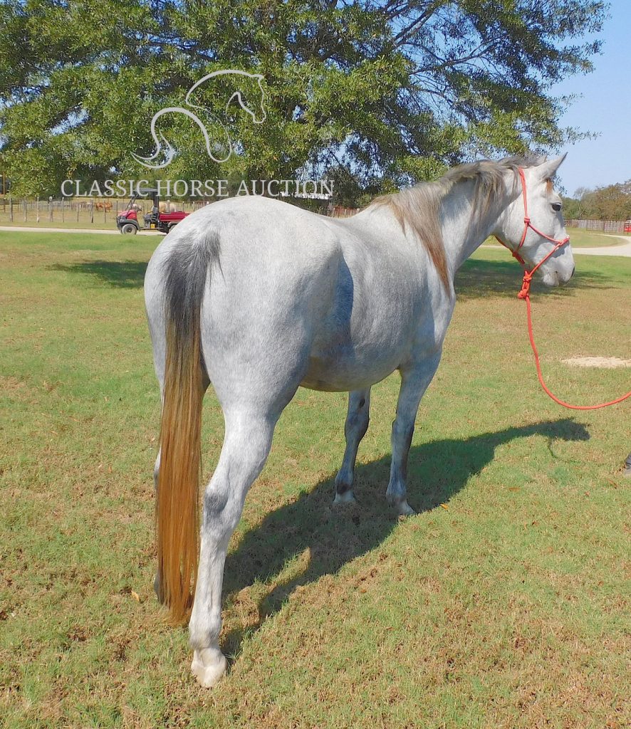 PERCHERON DRAFT CROSS MARE