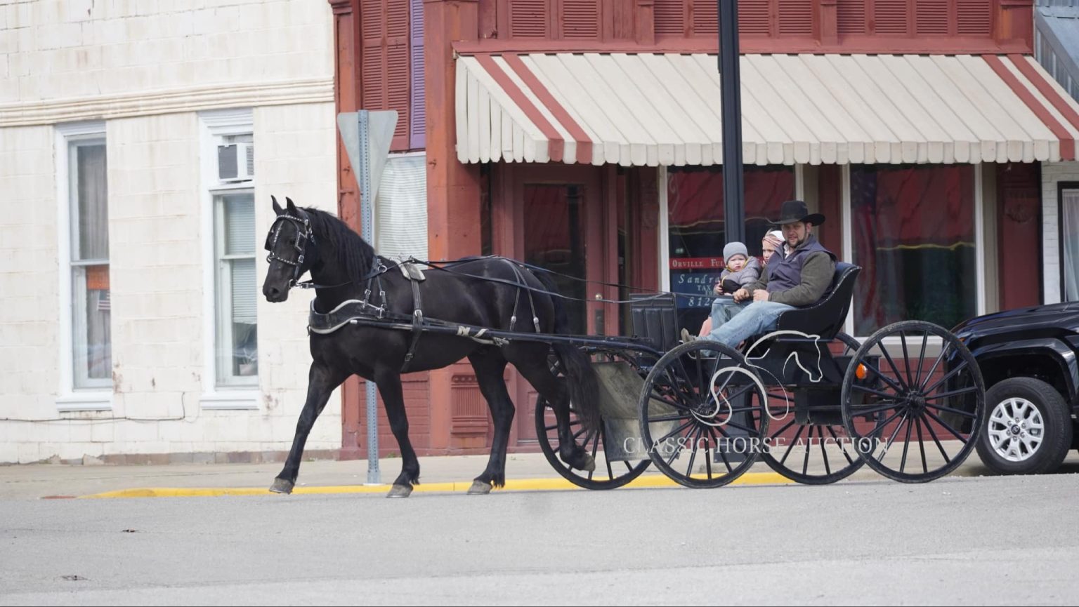REGISTERED FRIESIAN QUARTER HORSE GELDING