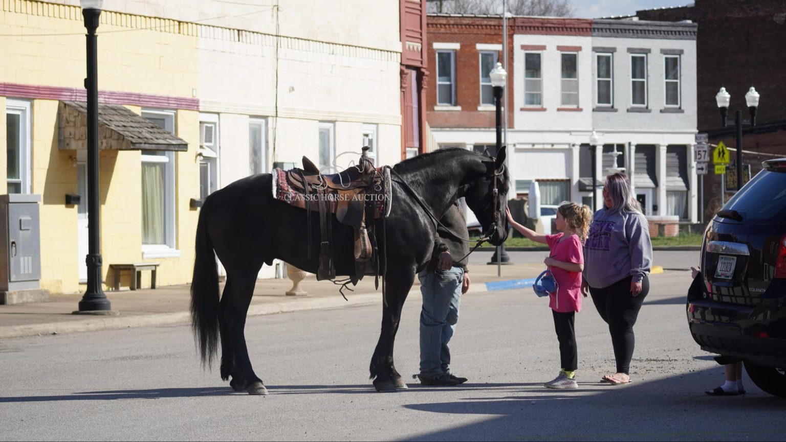 REGISTERED FRIESIAN QUARTER HORSE GELDING