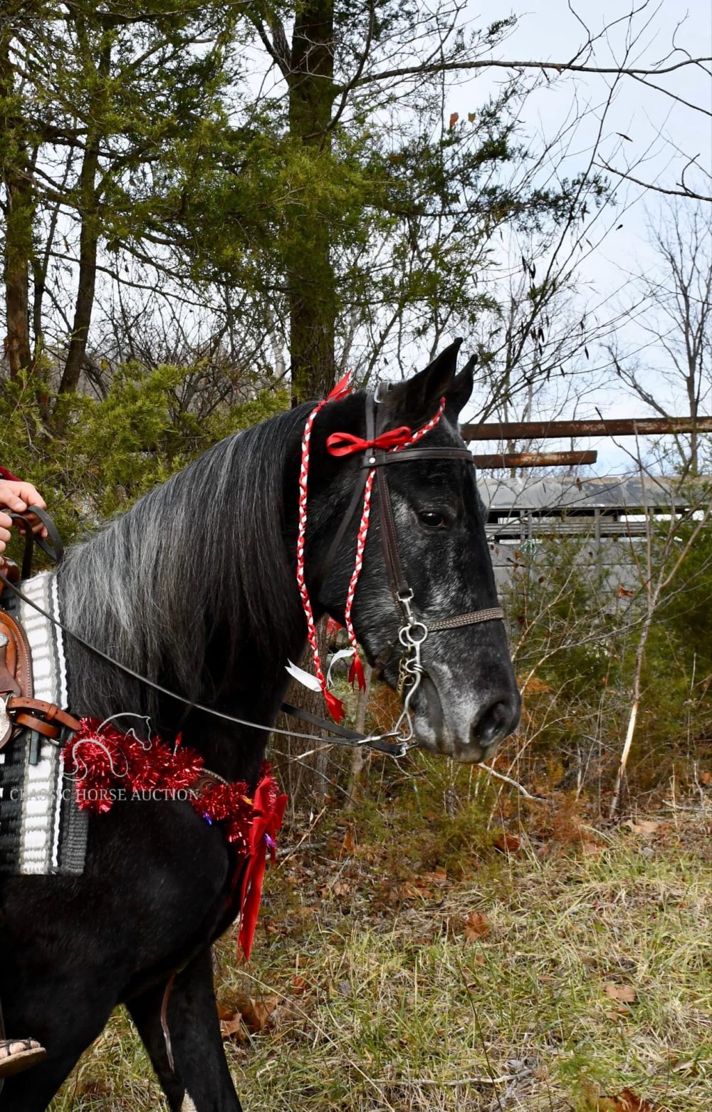AMAZING TENNESSEE WALKING HORSE