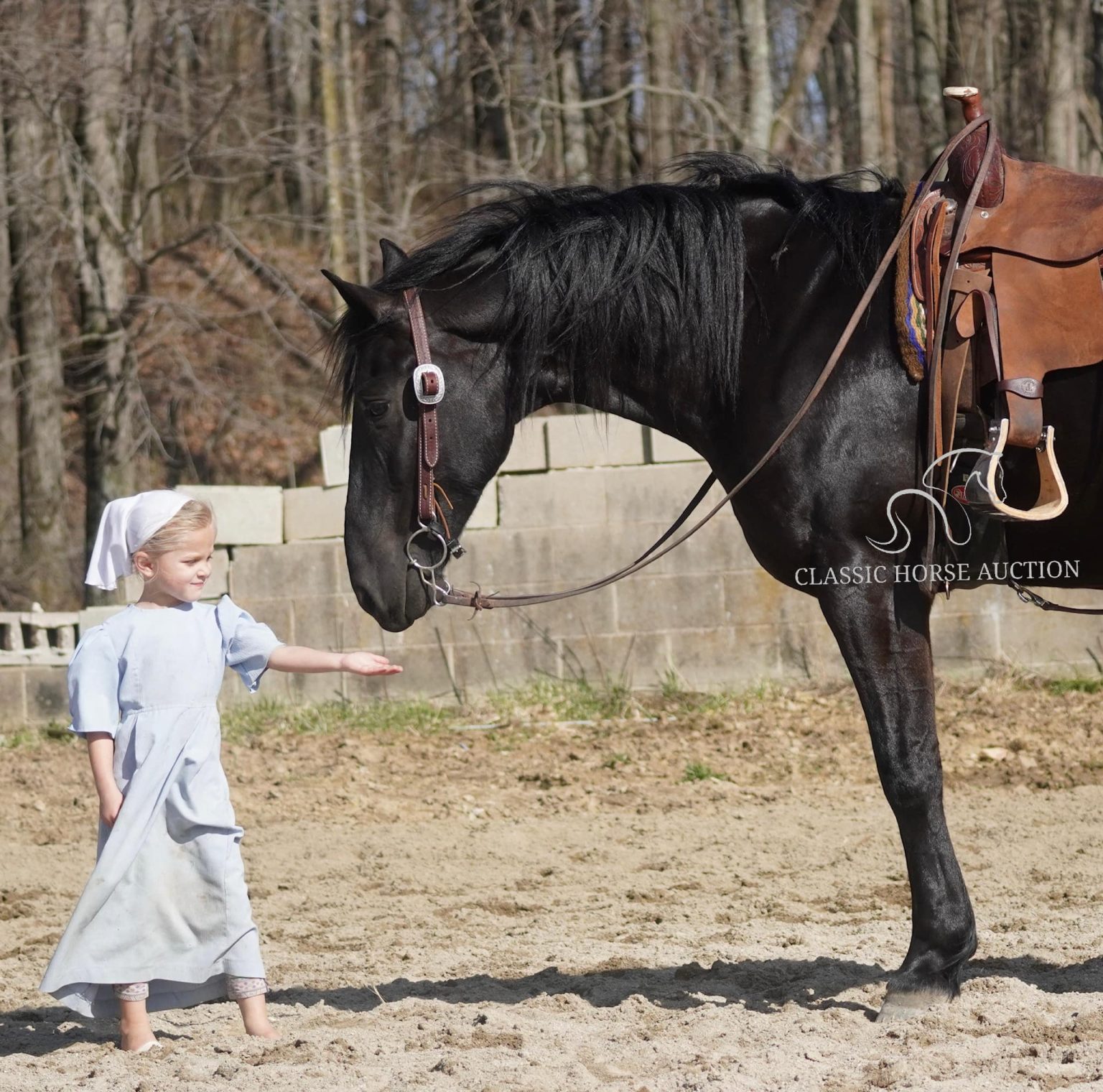 REGISTERED FRIESIAN QUARTER HORSE GELDING