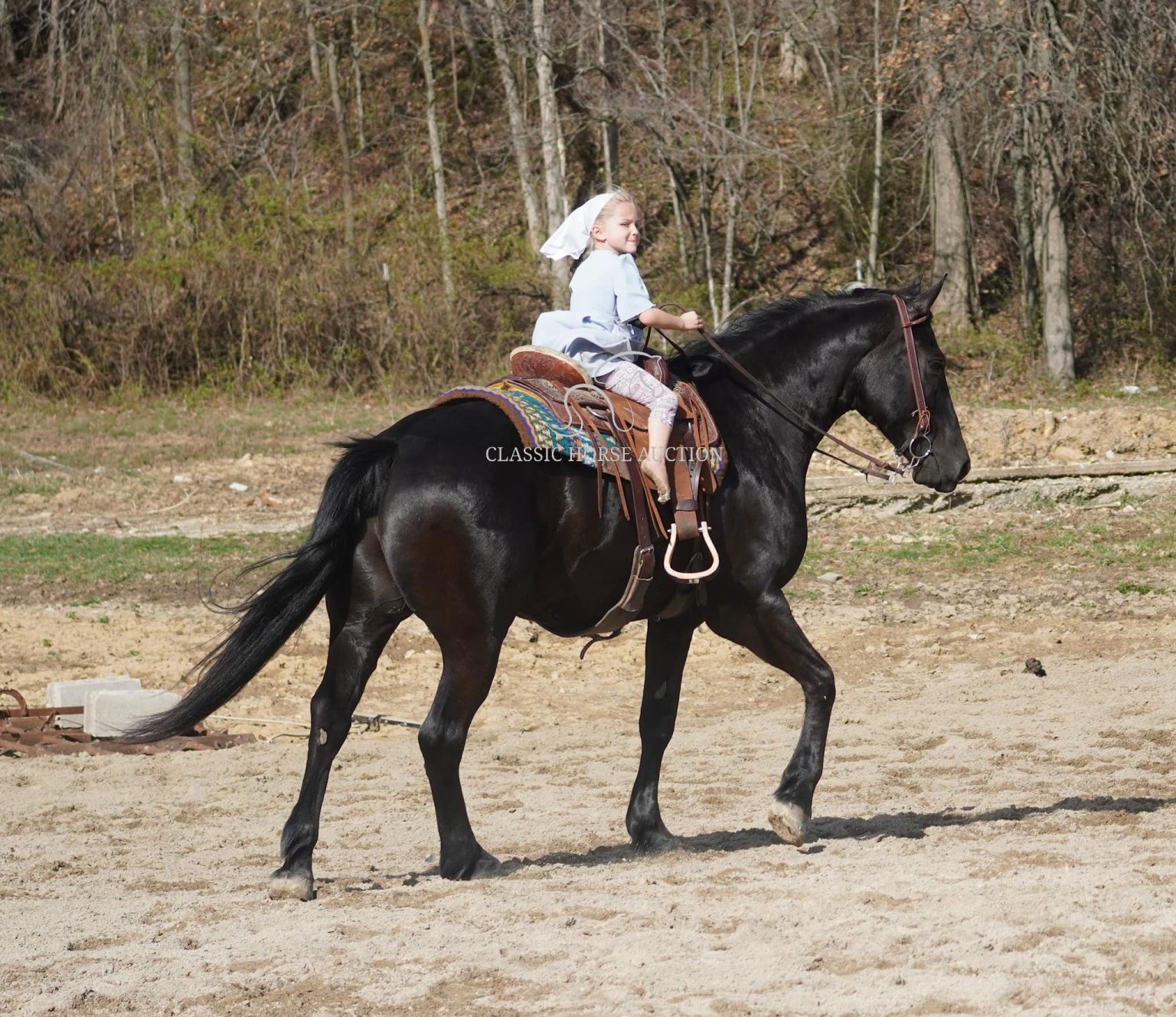 REGISTERED FRIESIAN QUARTER HORSE GELDING