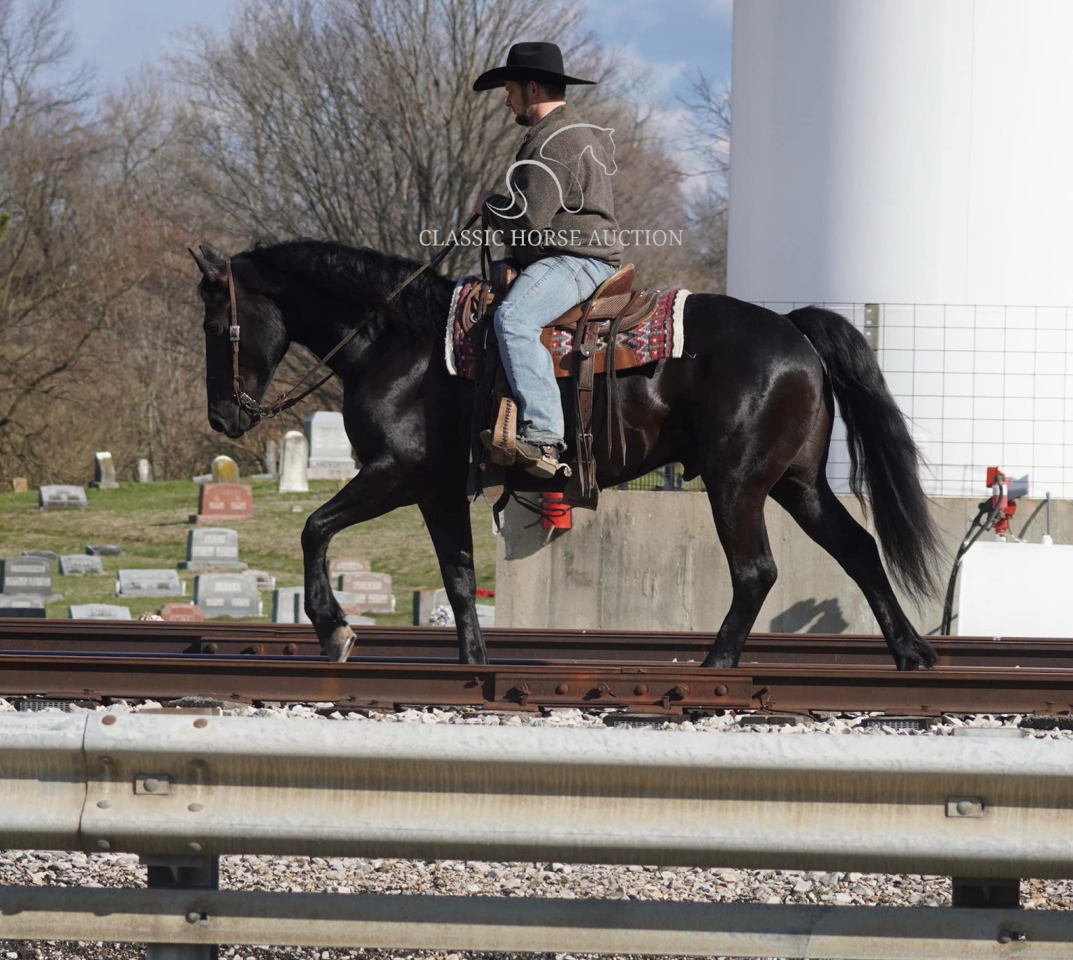 REGISTERED FRIESIAN QUARTER HORSE GELDING