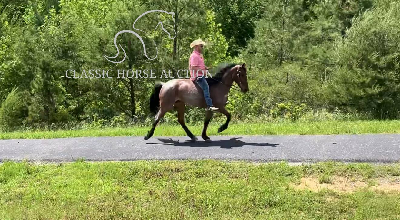 REGISTERED RACKING HORSE