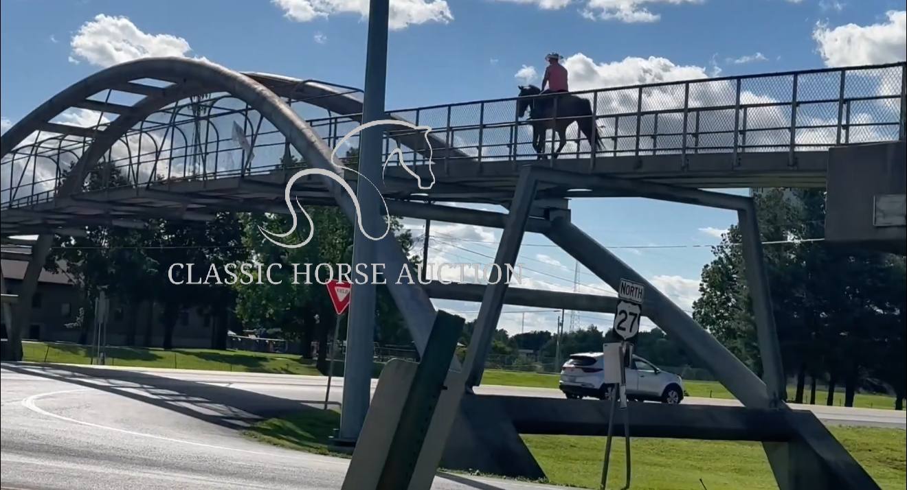 REGISTERED RACKING HORSE