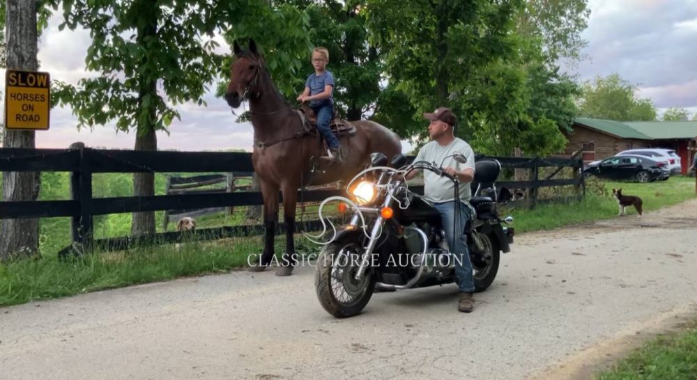 REGISTERED RACKING HORSE