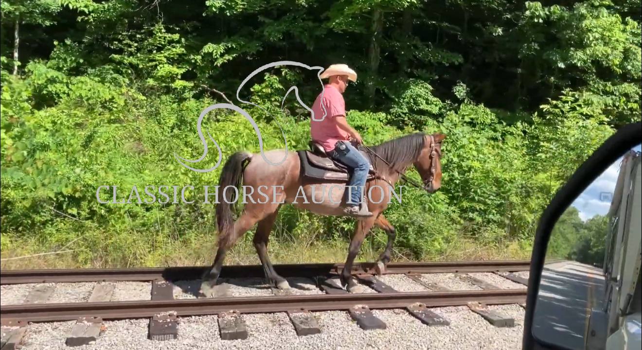 REGISTERED RACKING HORSE