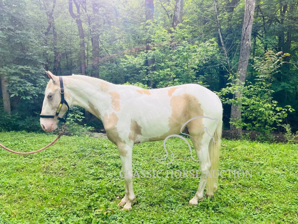 SPOTTED PALOMINO & WHITE GELDING