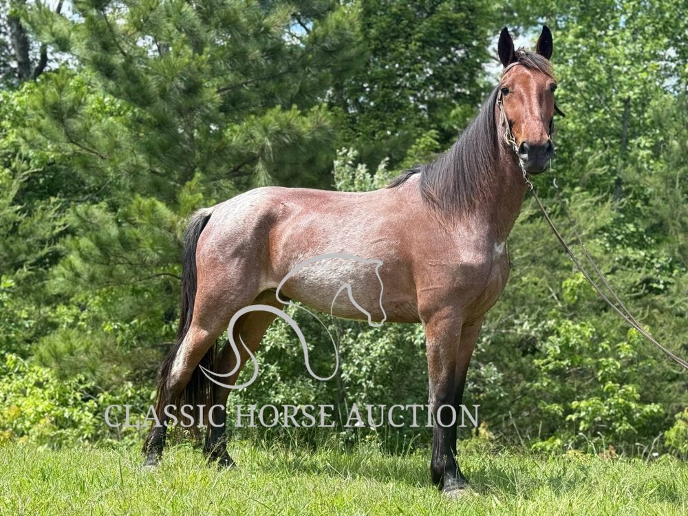 REGISTERED RACKING HORSE