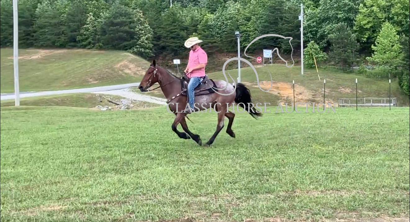 REGISTERED RACKING HORSE