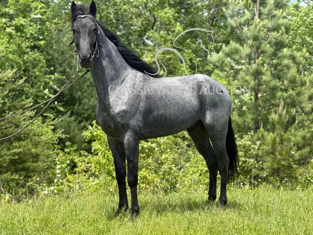 Current Auctions - Classic Horse Auction