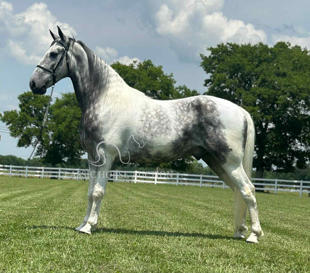 REGISTERED TRAIL HORSE