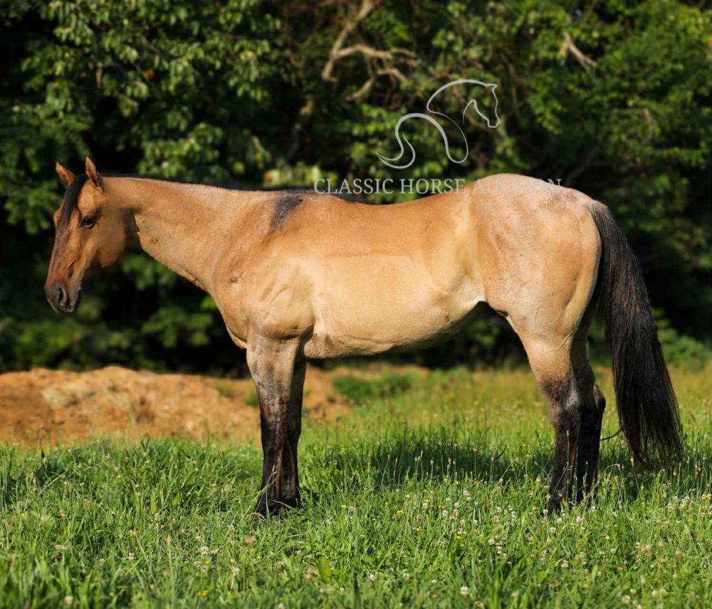 AQHA DUN GELDING