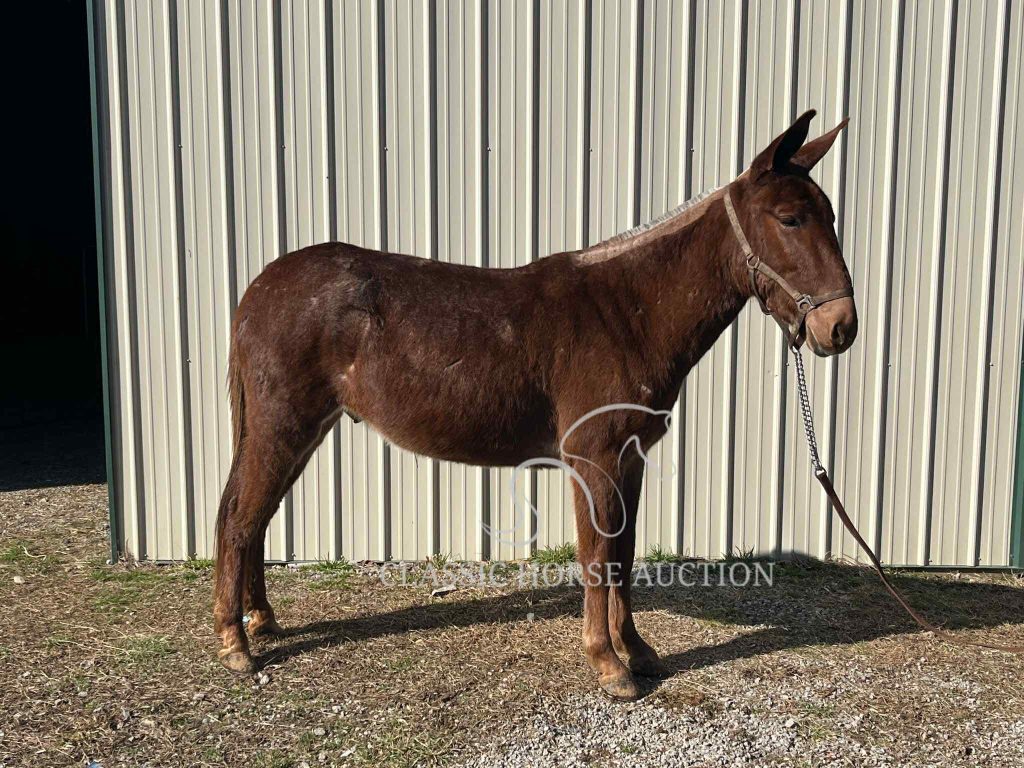 GAITED JOHN MULE