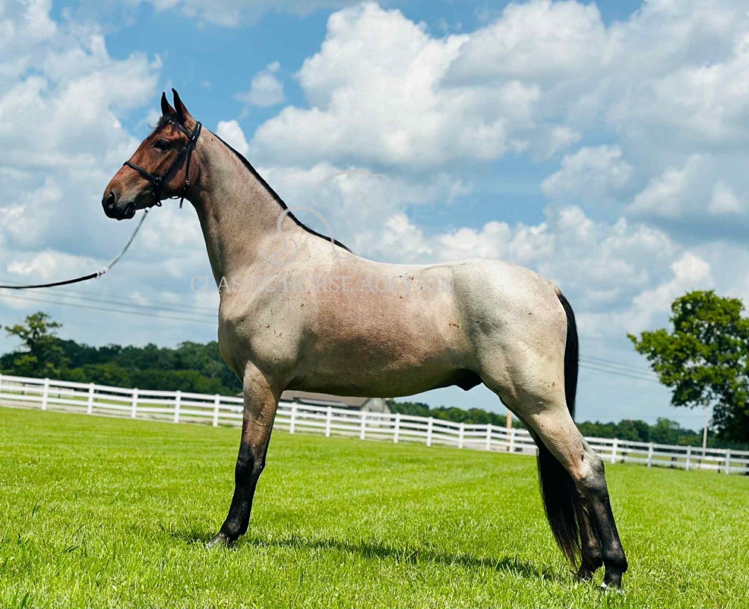 REGISTERED BAY ROAN GELDING