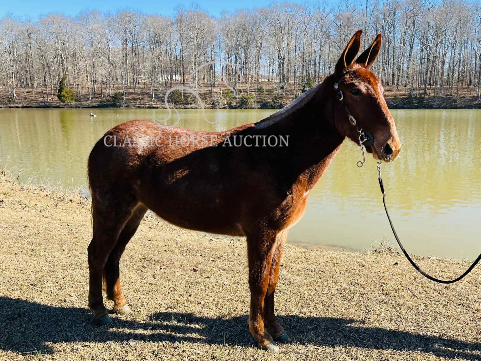 GAITED JOHN MULE