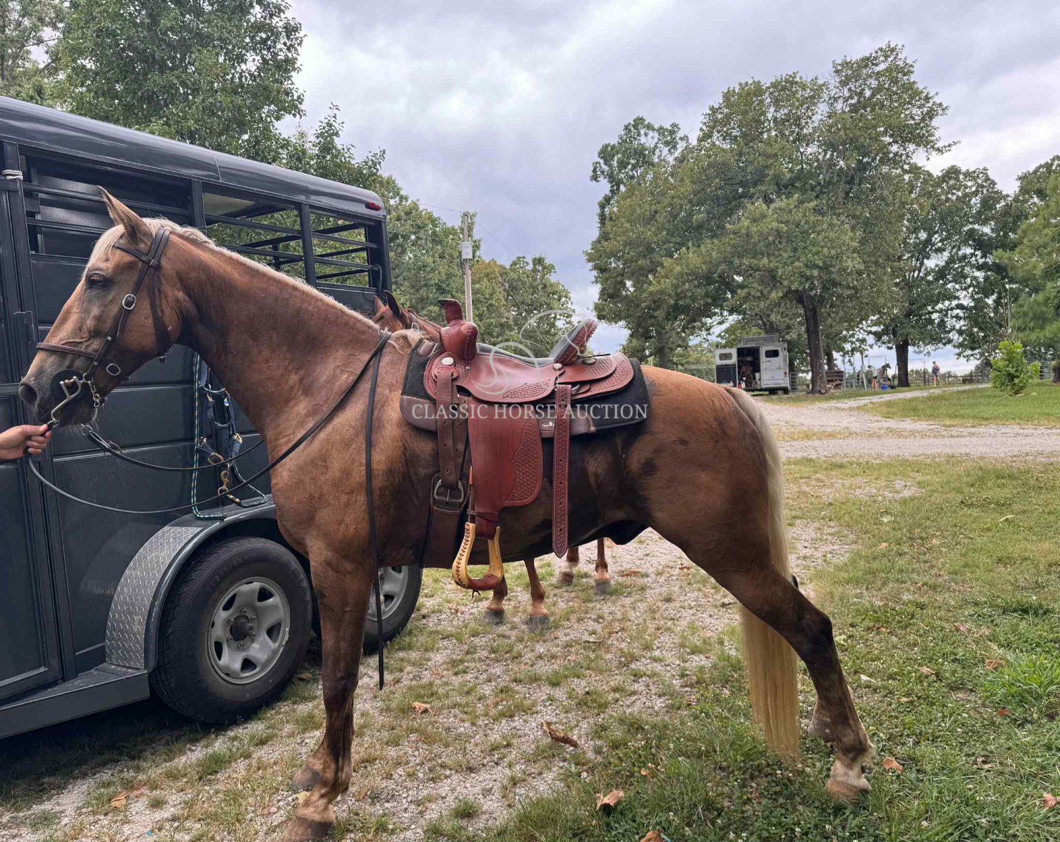 PALOMINO TENNESSEE WALKING HORSE