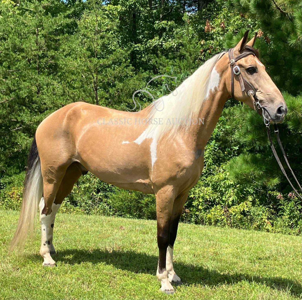 BUCKSKIN TOBIANO GELDING
