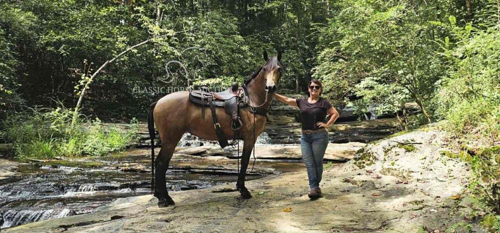 GAITED BUCKSKIN MARE