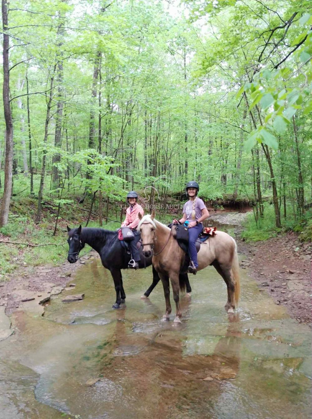 PALOMINO TENNESSEE WALKING HORSE