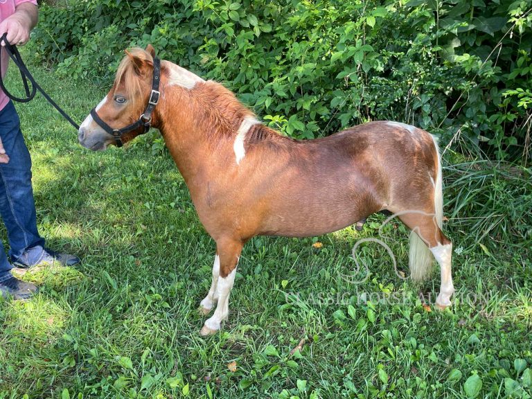 REGISTERED MINIATURE STALLION