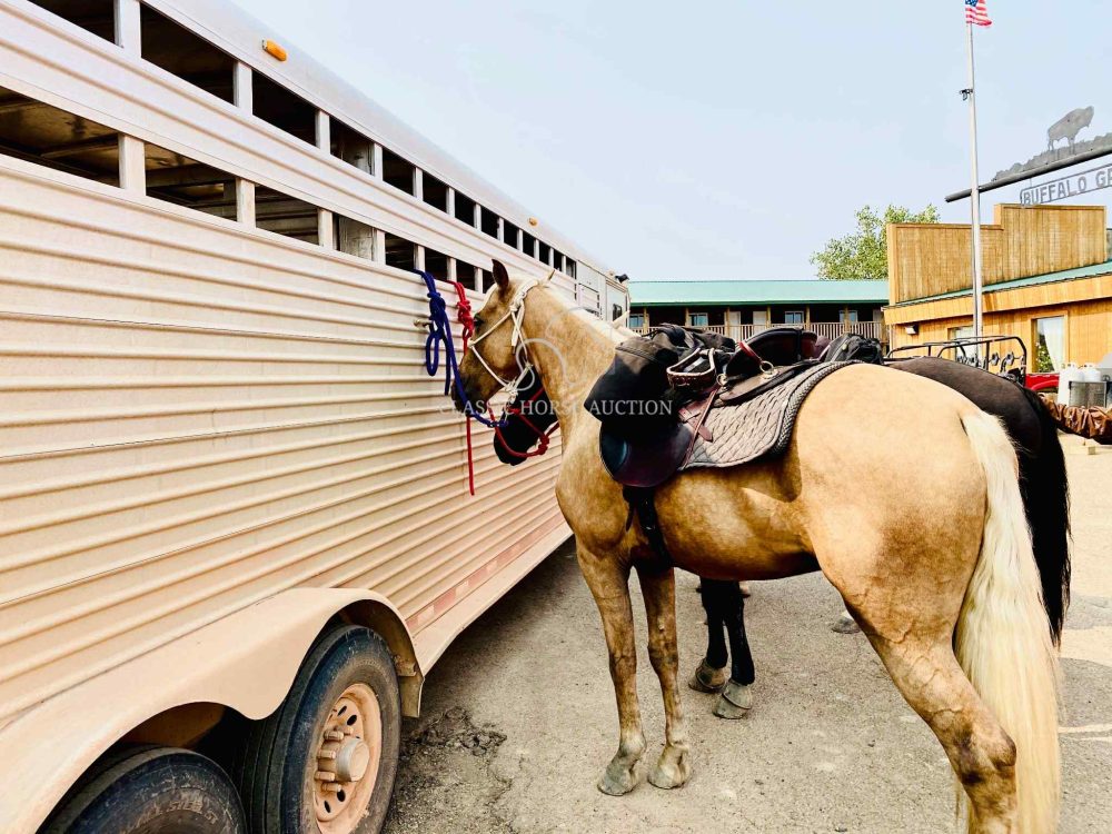 PALOMINO TENNESSEE WALKING HORSE