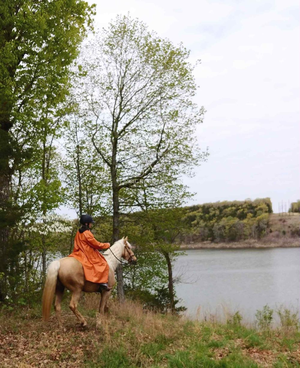 PALOMINO TENNESSEE WALKING HORSE