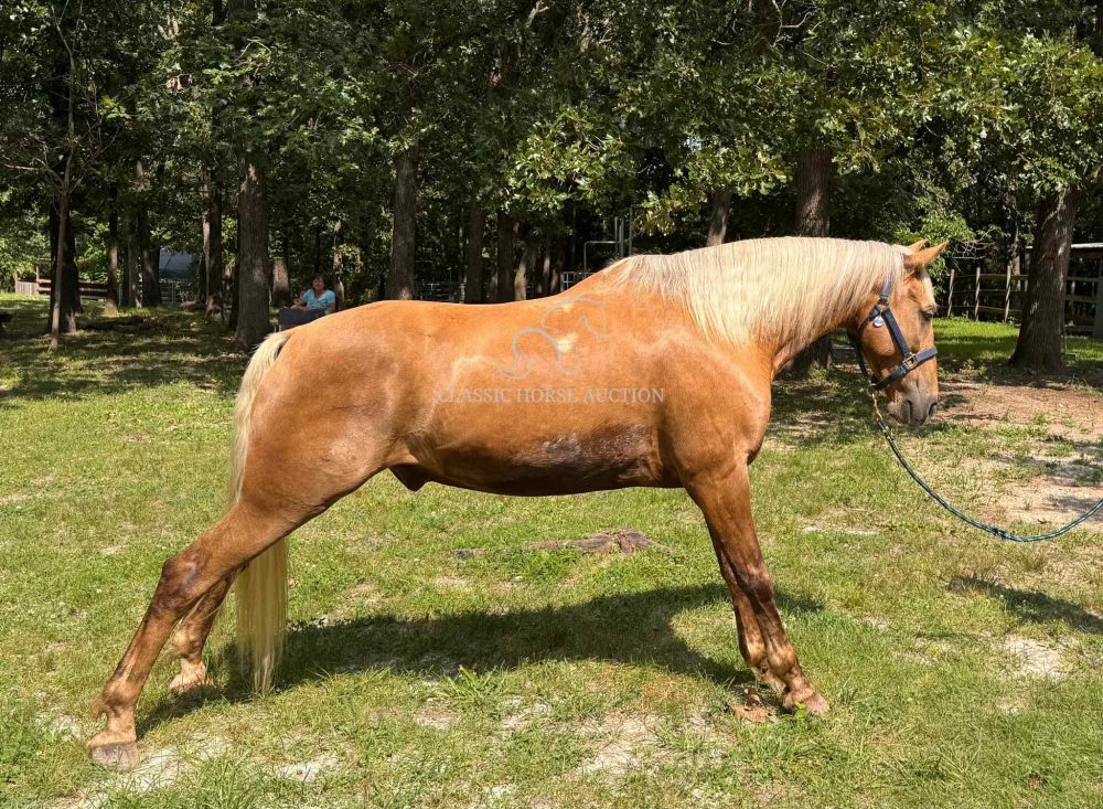PALOMINO TENNESSEE WALKING HORSE
