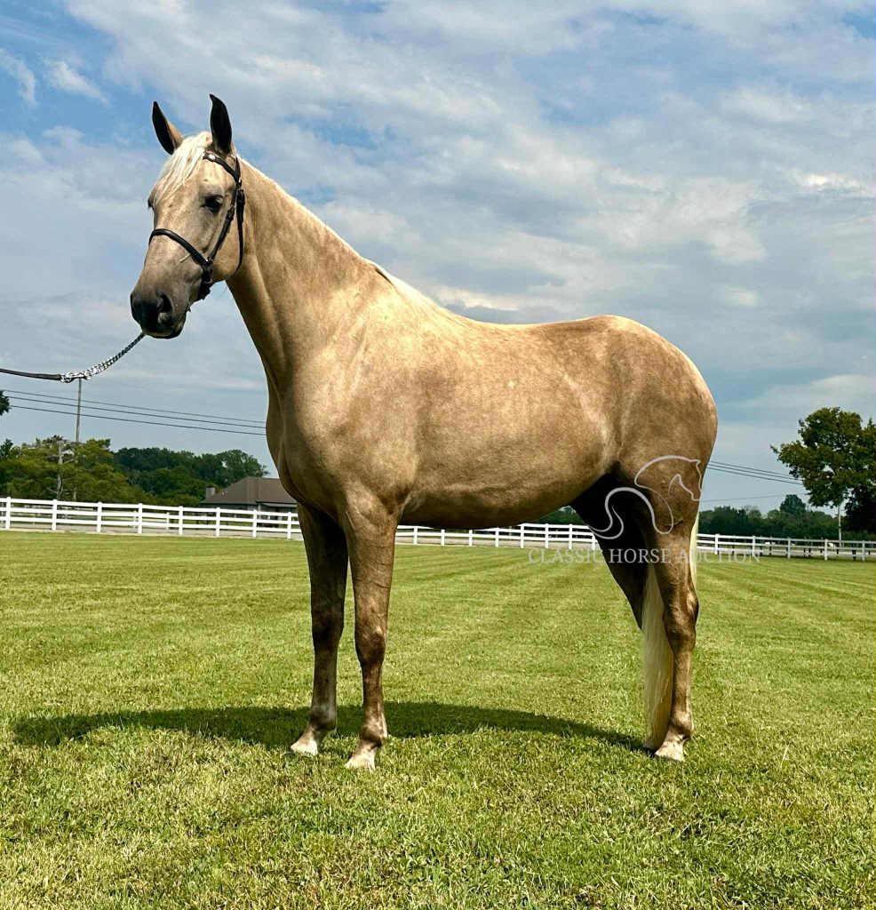 Registered Tennessee Walking Horse for Sale | Trail Deluxe