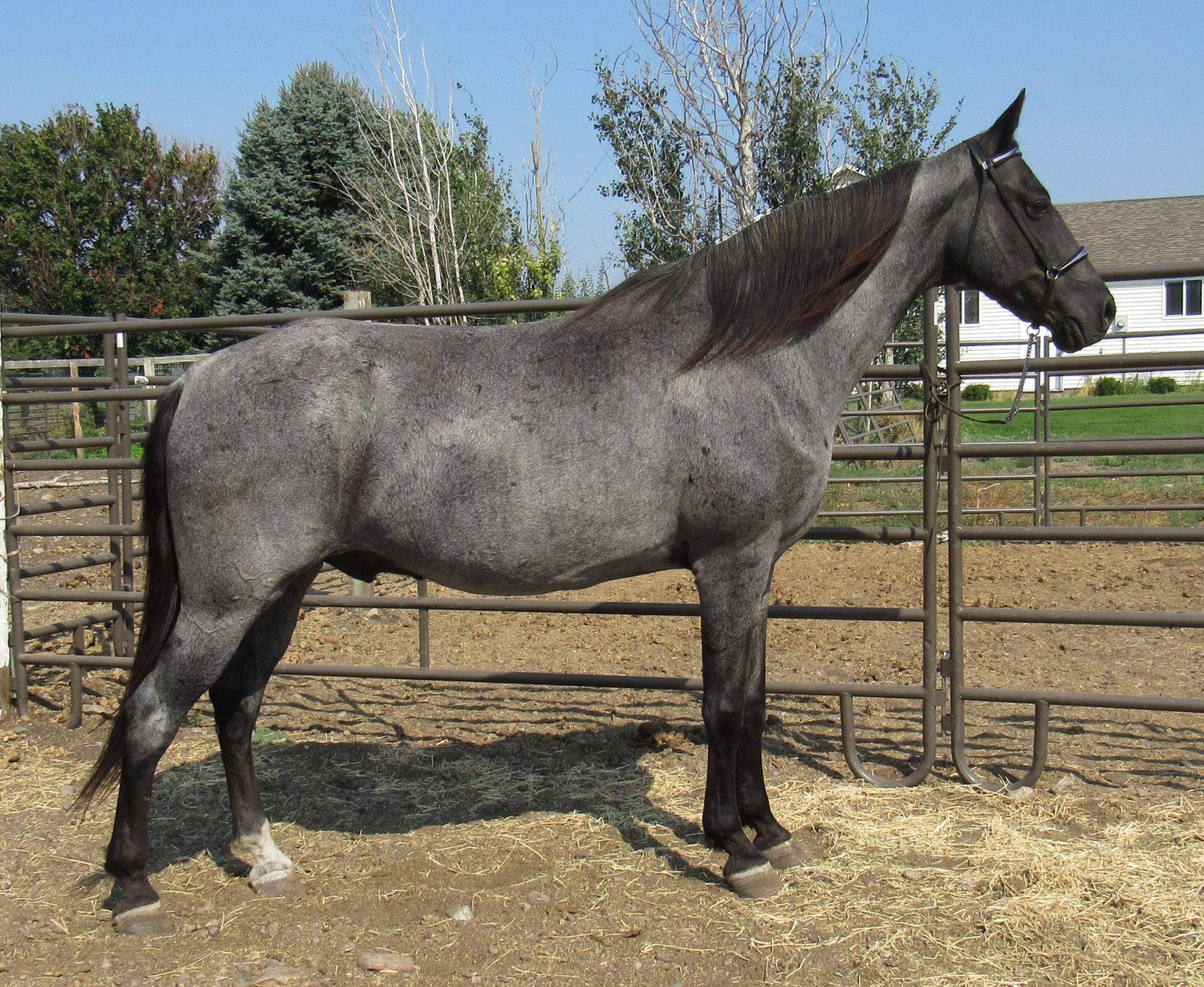 GAITED BLUE ROAN GELDING