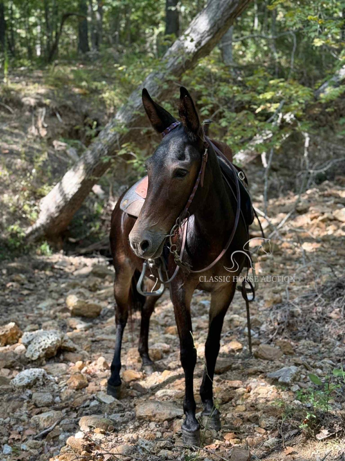 GAITED MOLLY MULE