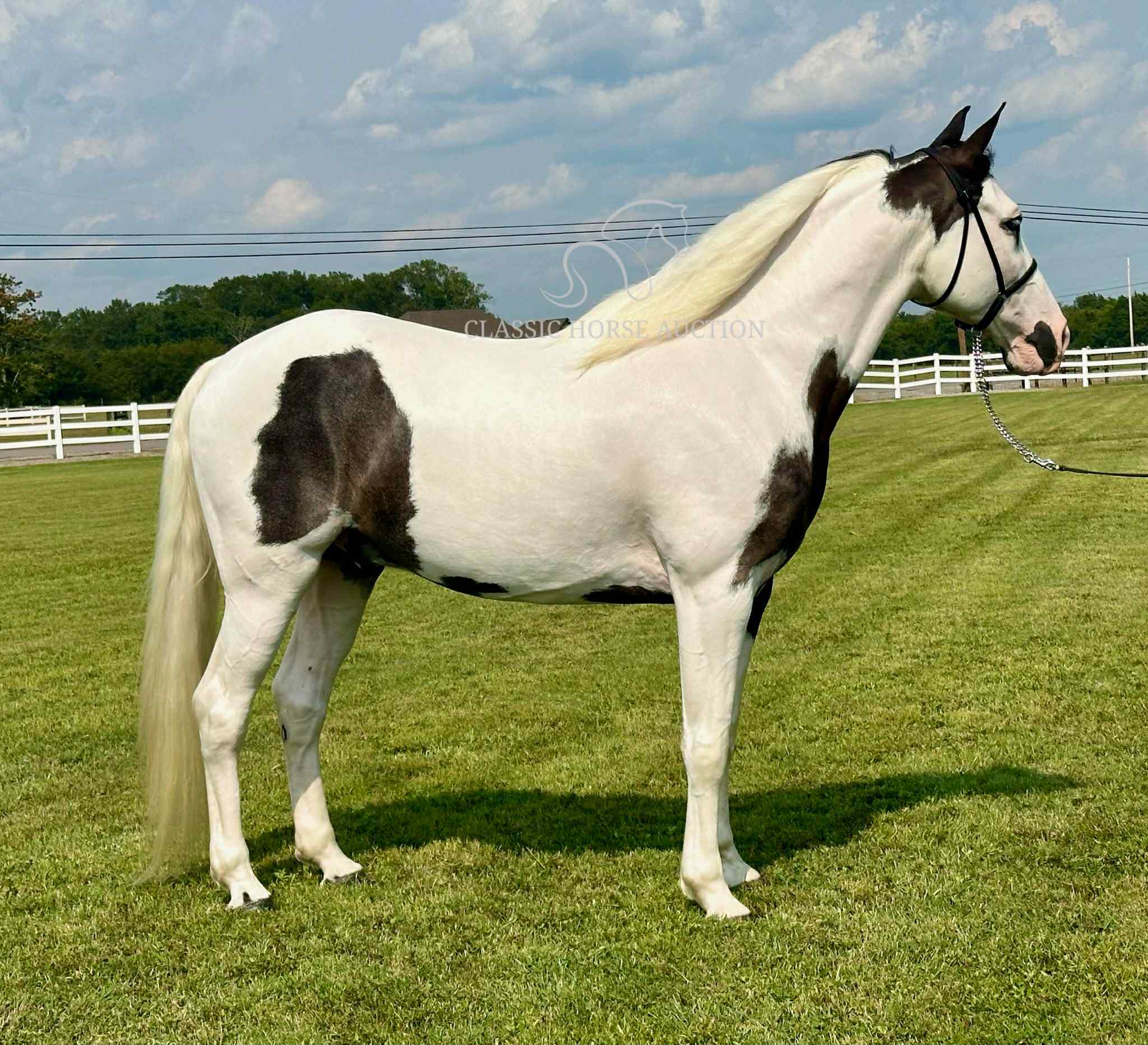 REGISTERED TWHBEA GELDING