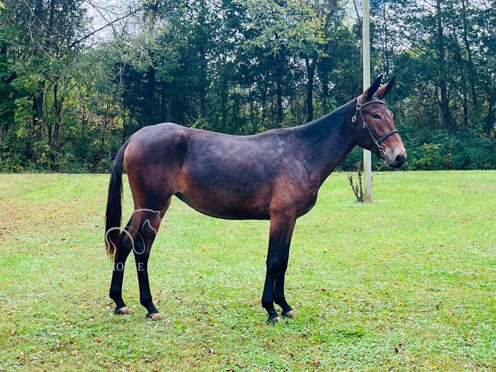 Smutty Buckskin Molly Mule for Sale | Gentle Trail Partner