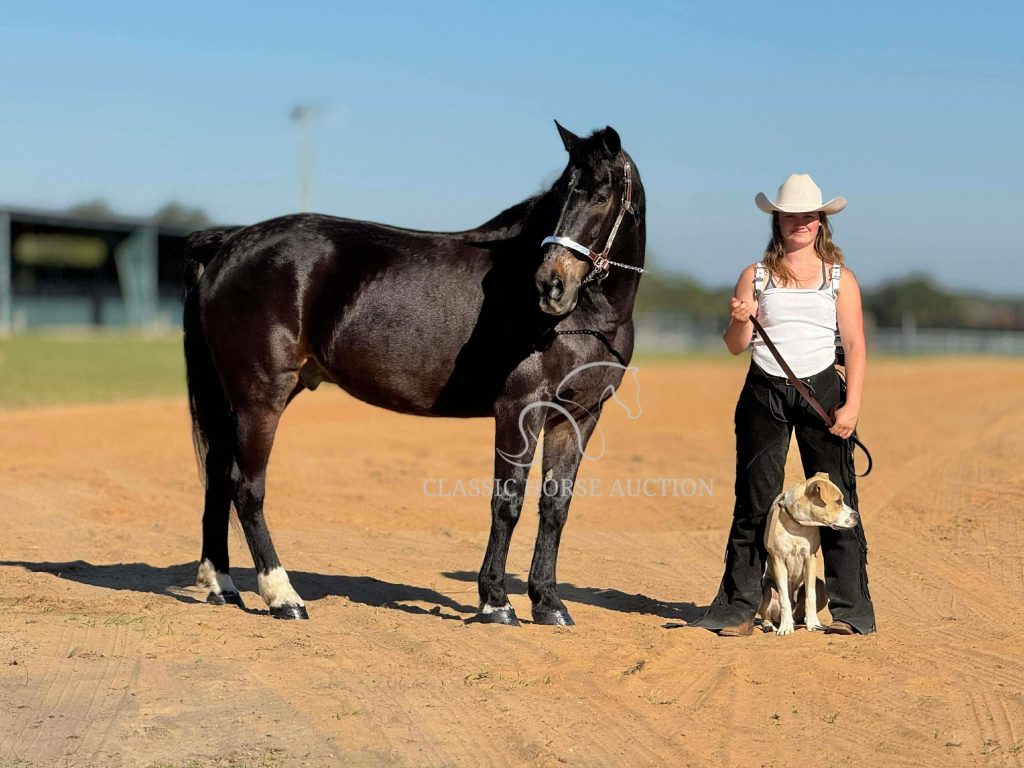 Friesian Morgan Cross Gelding for Sale | Dino