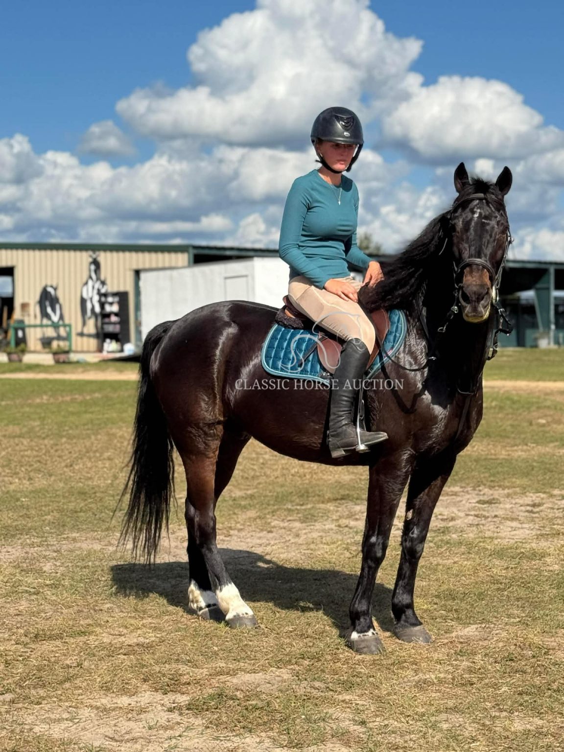 Friesian Morgan Cross Gelding for Sale | Dino