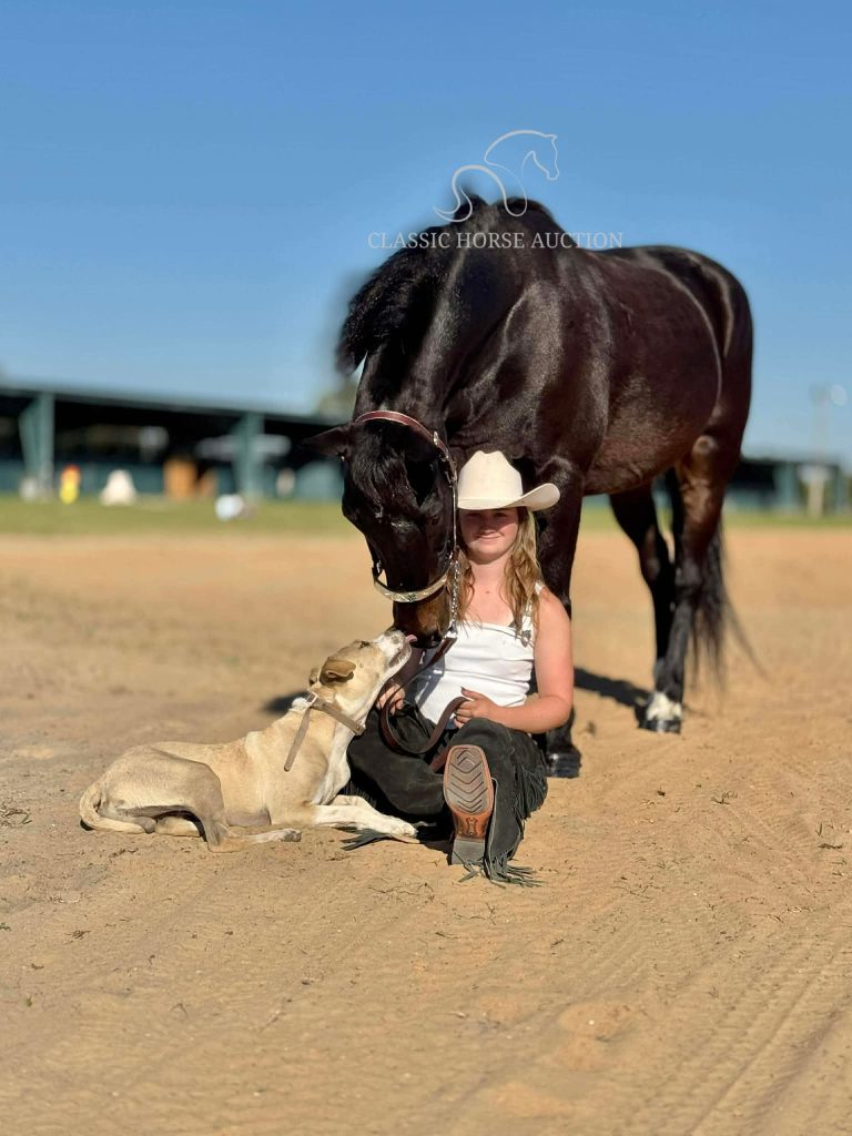 Friesian Morgan Cross Gelding for Sale | Dino