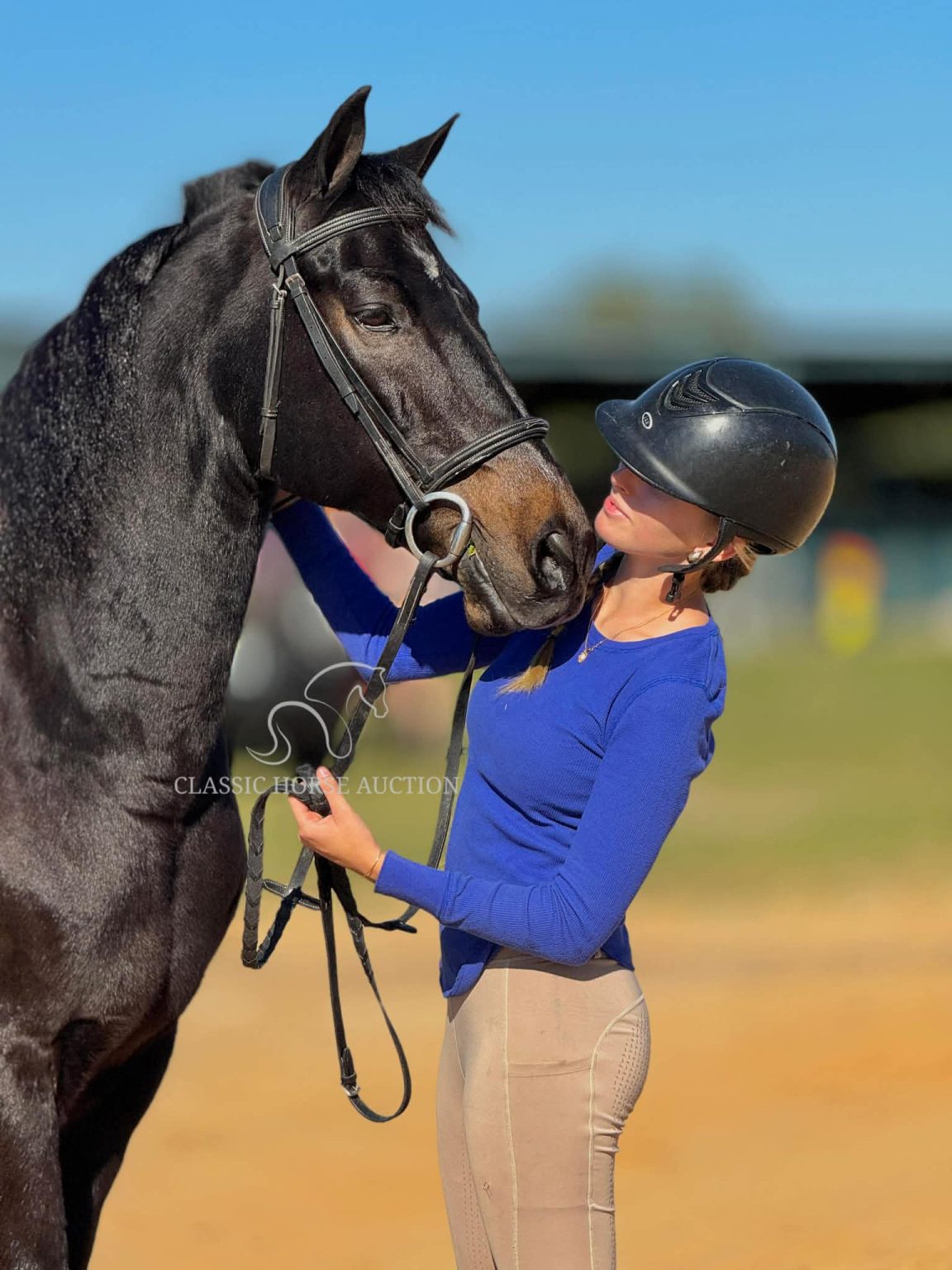 Friesian Morgan Cross Gelding for Sale | Dino