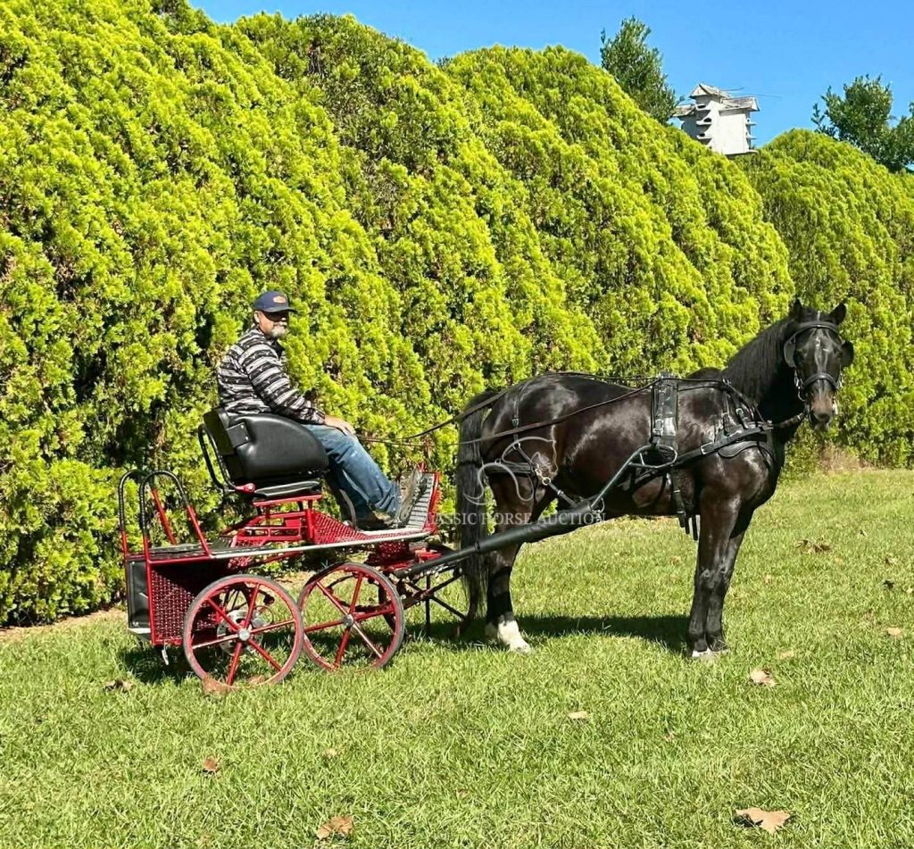 Friesian Morgan Cross Gelding for Sale | Dino