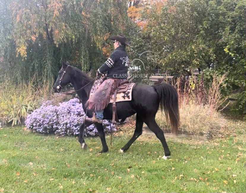 Black Tennessee Walking Horse Gelding for Sale | Smooth & Confident Trail Horse