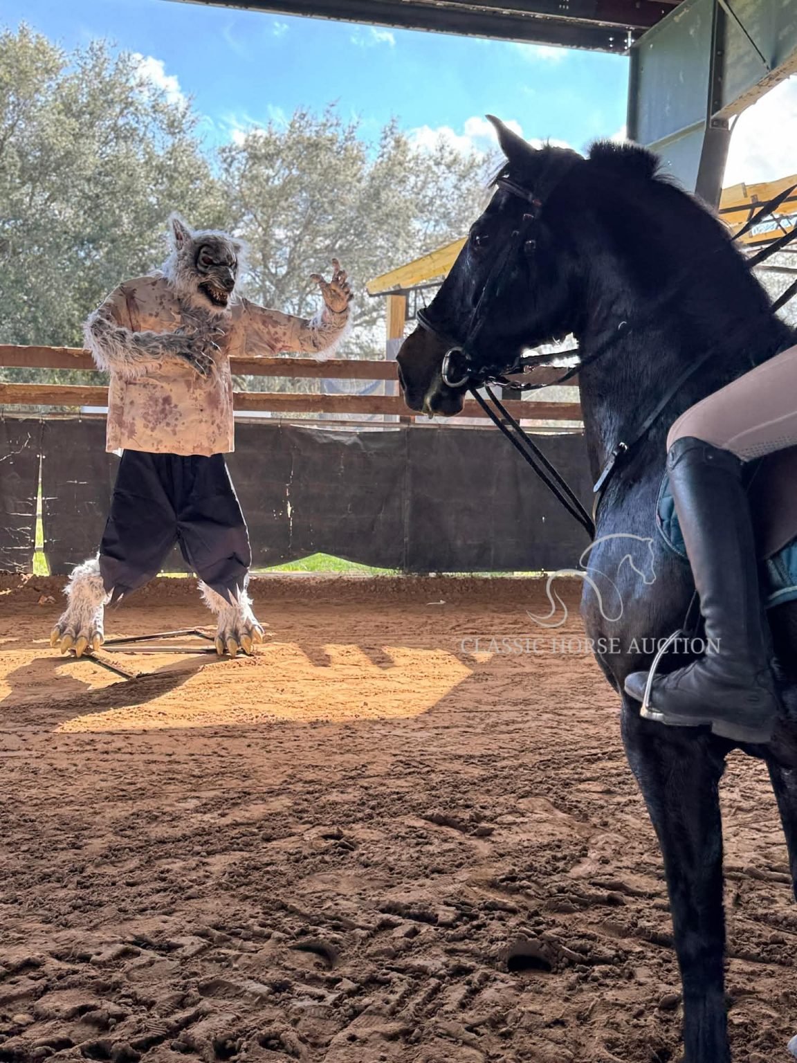 Friesian Morgan Cross Gelding for Sale | Dino