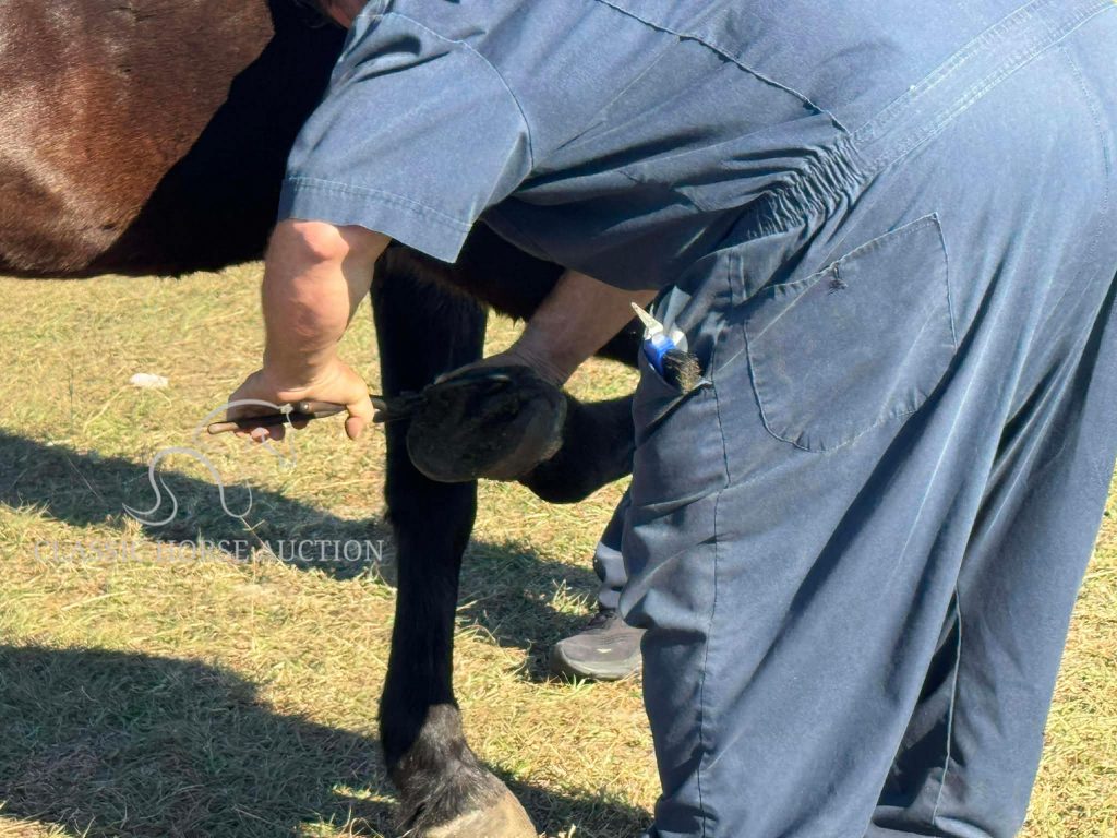 Friesian Morgan Cross Gelding for Sale | Dino