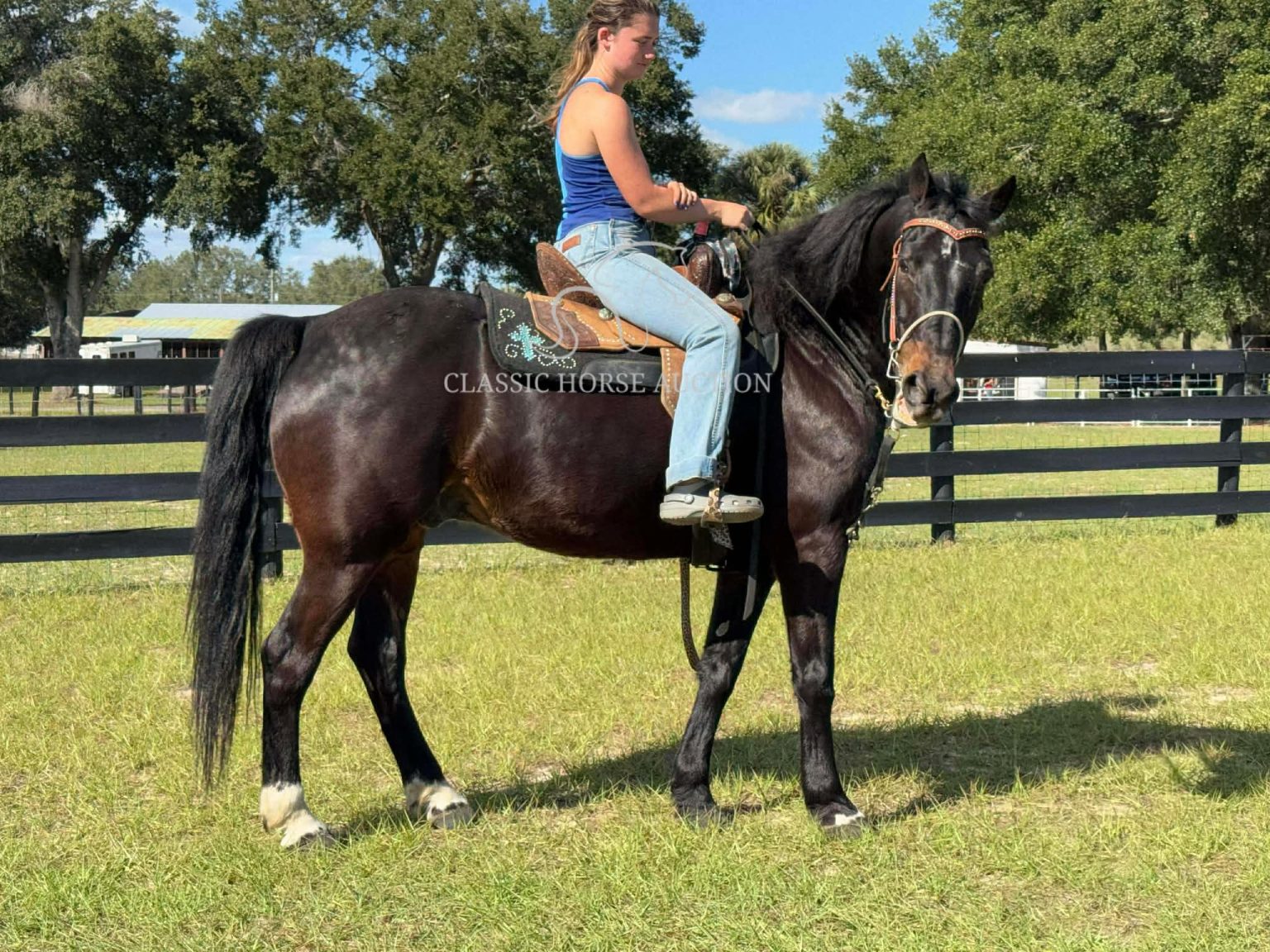 Friesian Morgan Cross Gelding for Sale | Dino