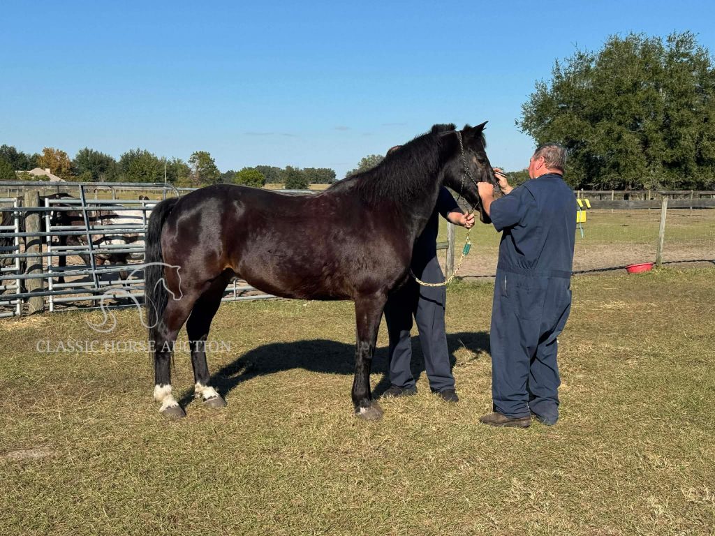 Friesian Morgan Cross Gelding for Sale | Dino