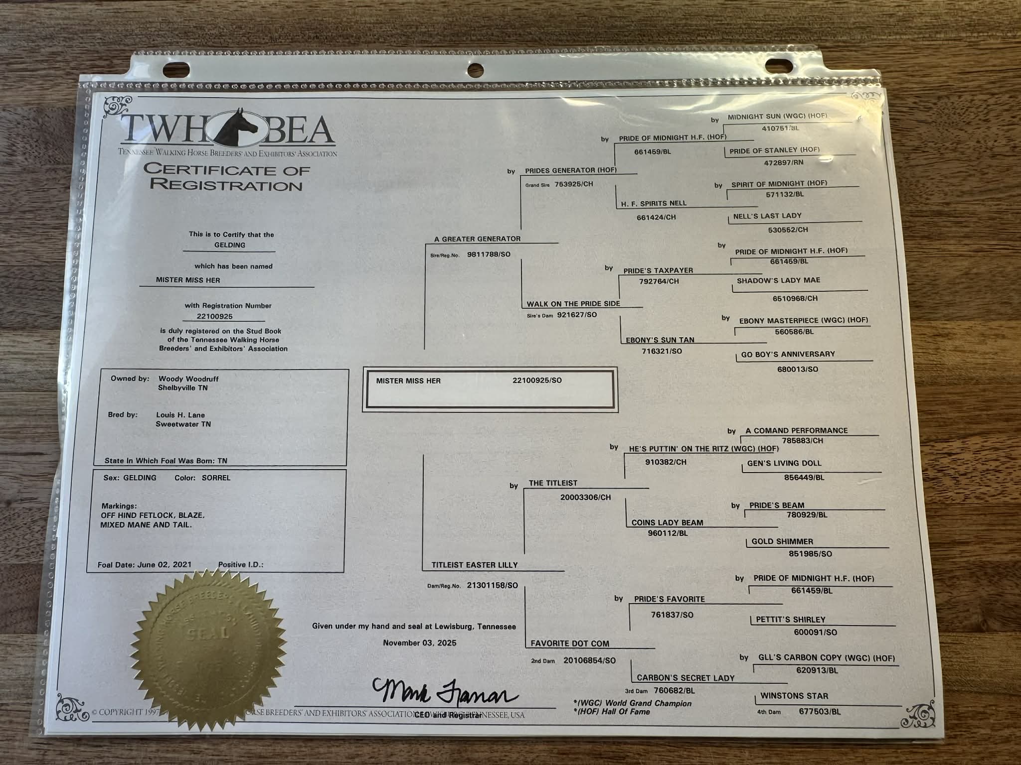 Registered Tennessee Walking Horse Gelding for Sale | Mister