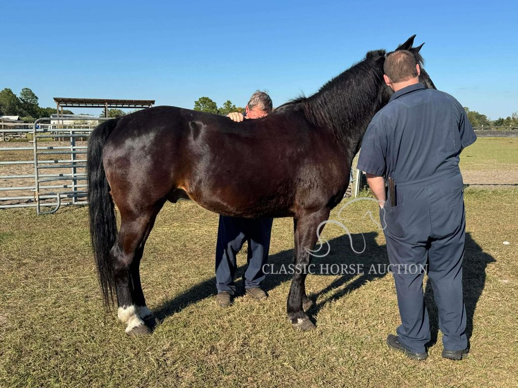 Friesian Morgan Cross Gelding for Sale | Dino