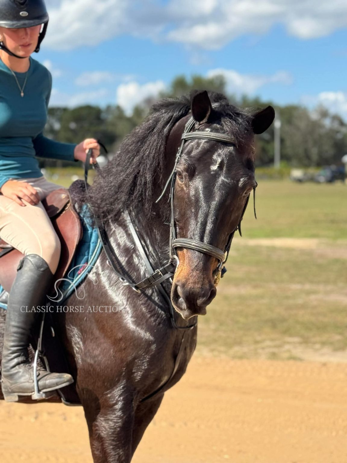 Friesian Morgan Cross Gelding for Sale | Dino